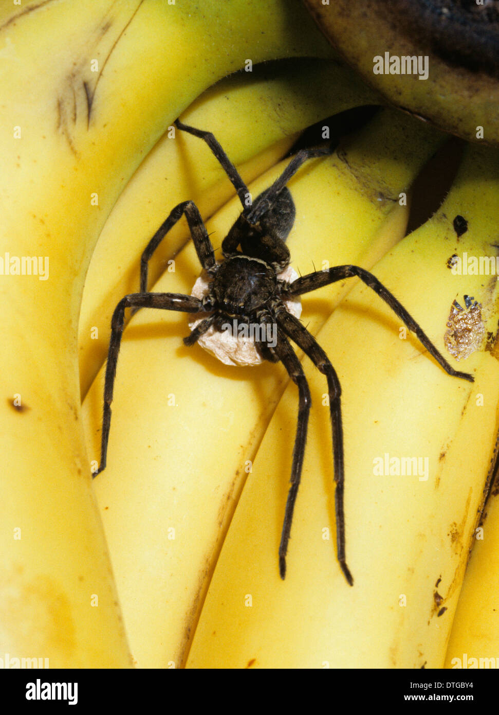Giant crab spider huntsman spider -Fotos und -Bildmaterial in hoher ...