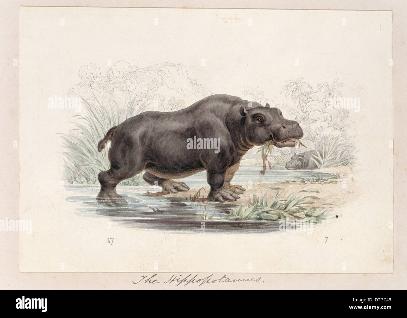 Nilpferd zeichnung -Fotos und -Bildmaterial in hoher Auflösung – Alamy