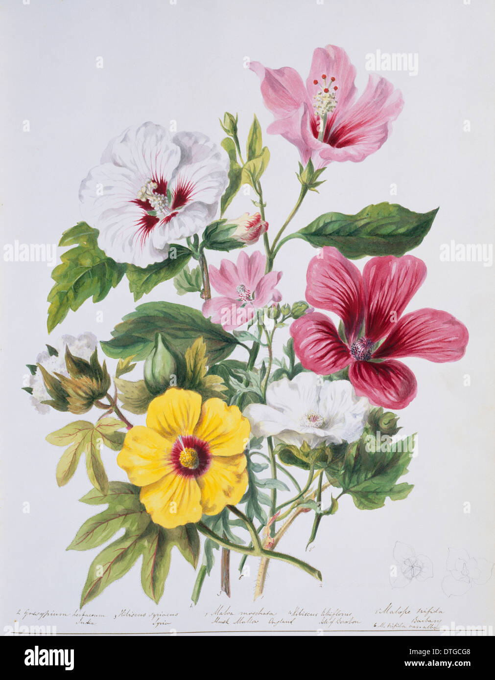 Malva sp -Fotos und -Bildmaterial in hoher Auflösung – Alamy