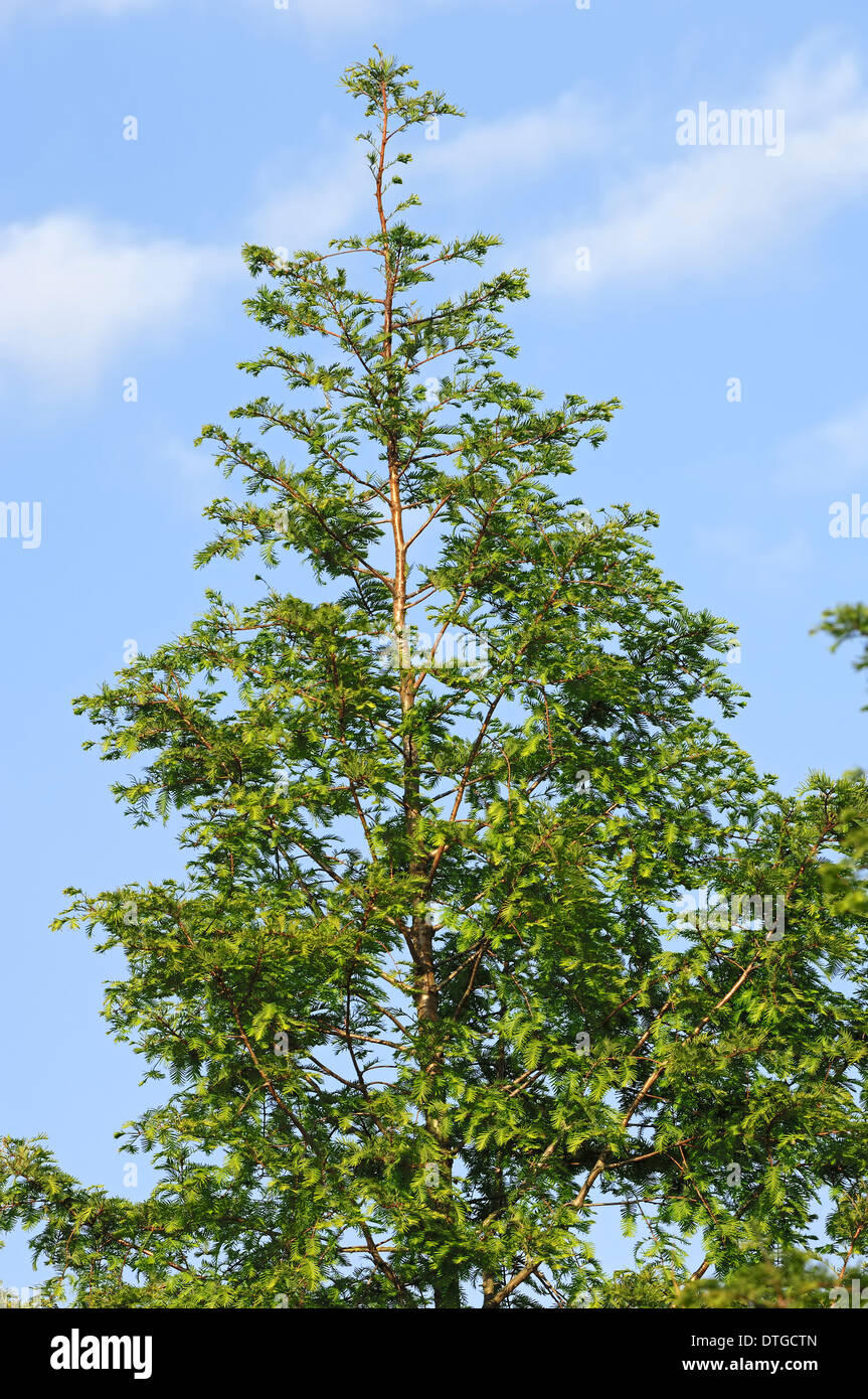 Chinesisches Rotholz Stockfotos und -bilder Kaufen - Alamy