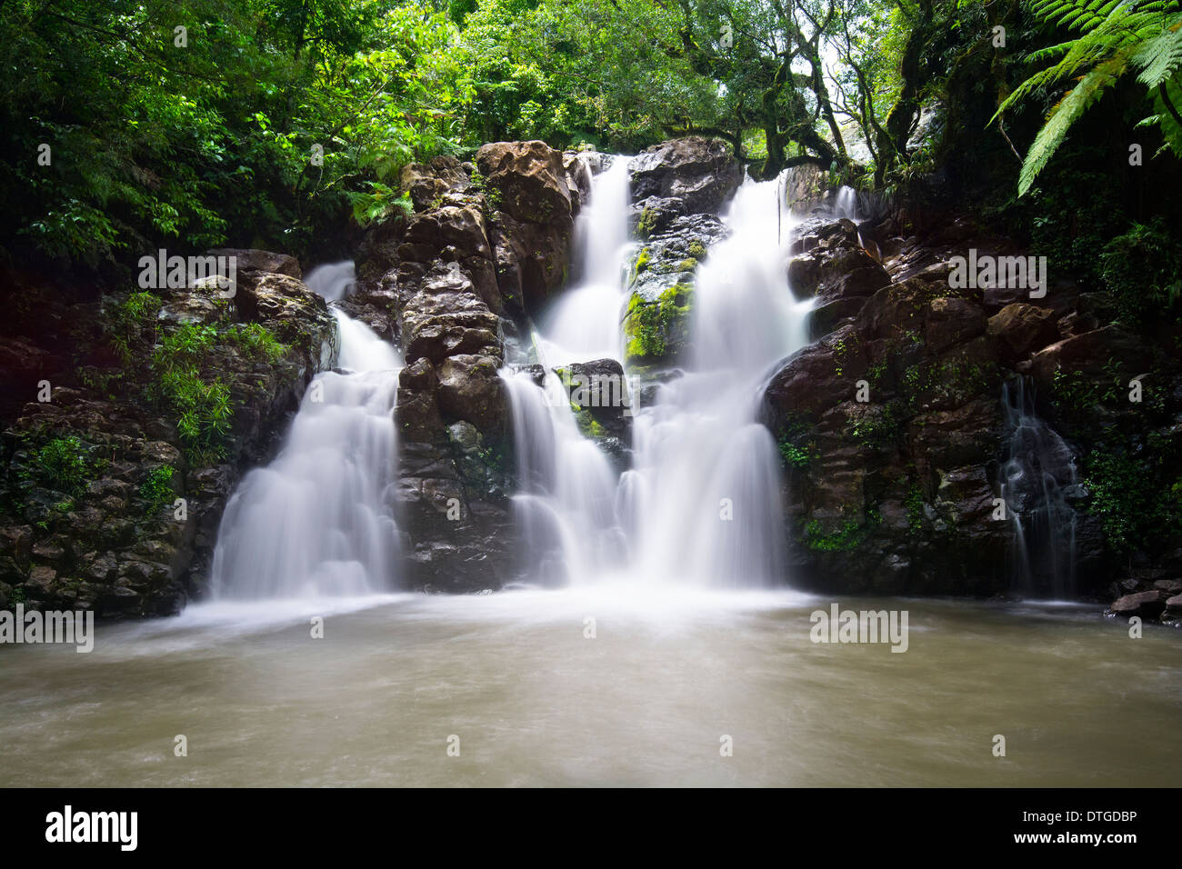 Fidschi regenwald -Fotos und -Bildmaterial in hoher Auflösung – Alamy