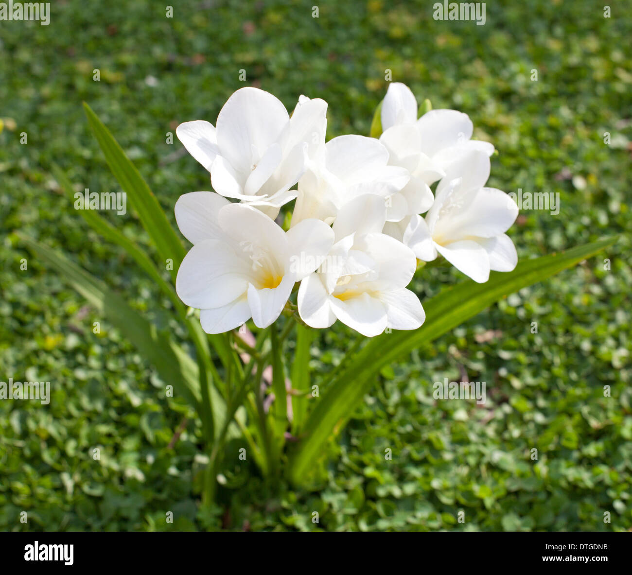 Freesia garden -Fotos und -Bildmaterial in hoher Auflösung – Alamy