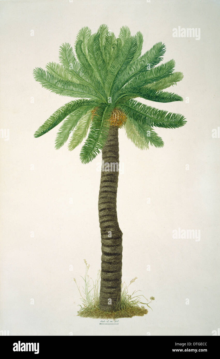 Cycadopsida cycadophyta -Fotos und -Bildmaterial in hoher Auflösung – Alamy