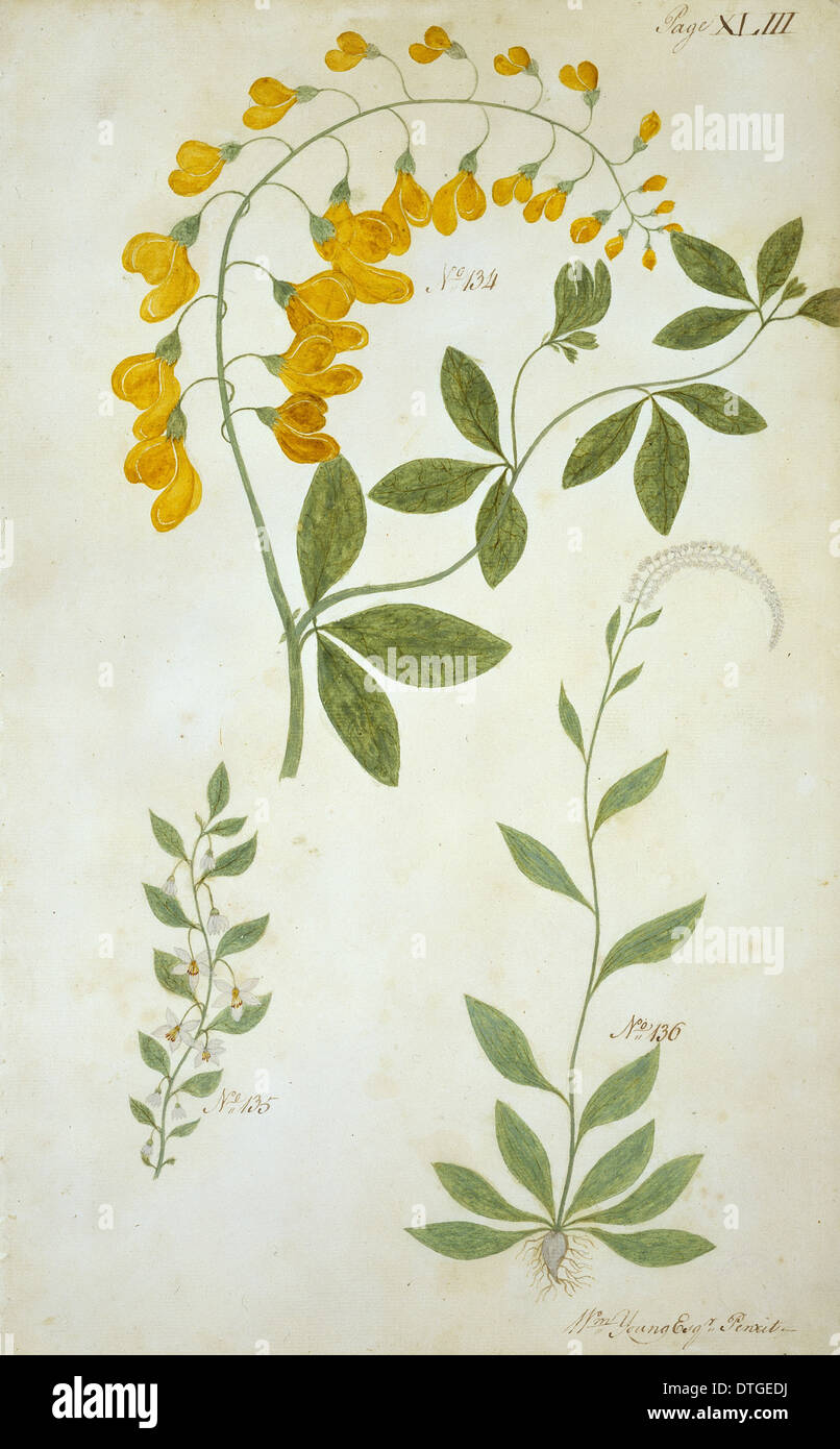 Botanical drawing plant -Fotos und -Bildmaterial in hoher Auflösung – Alamy