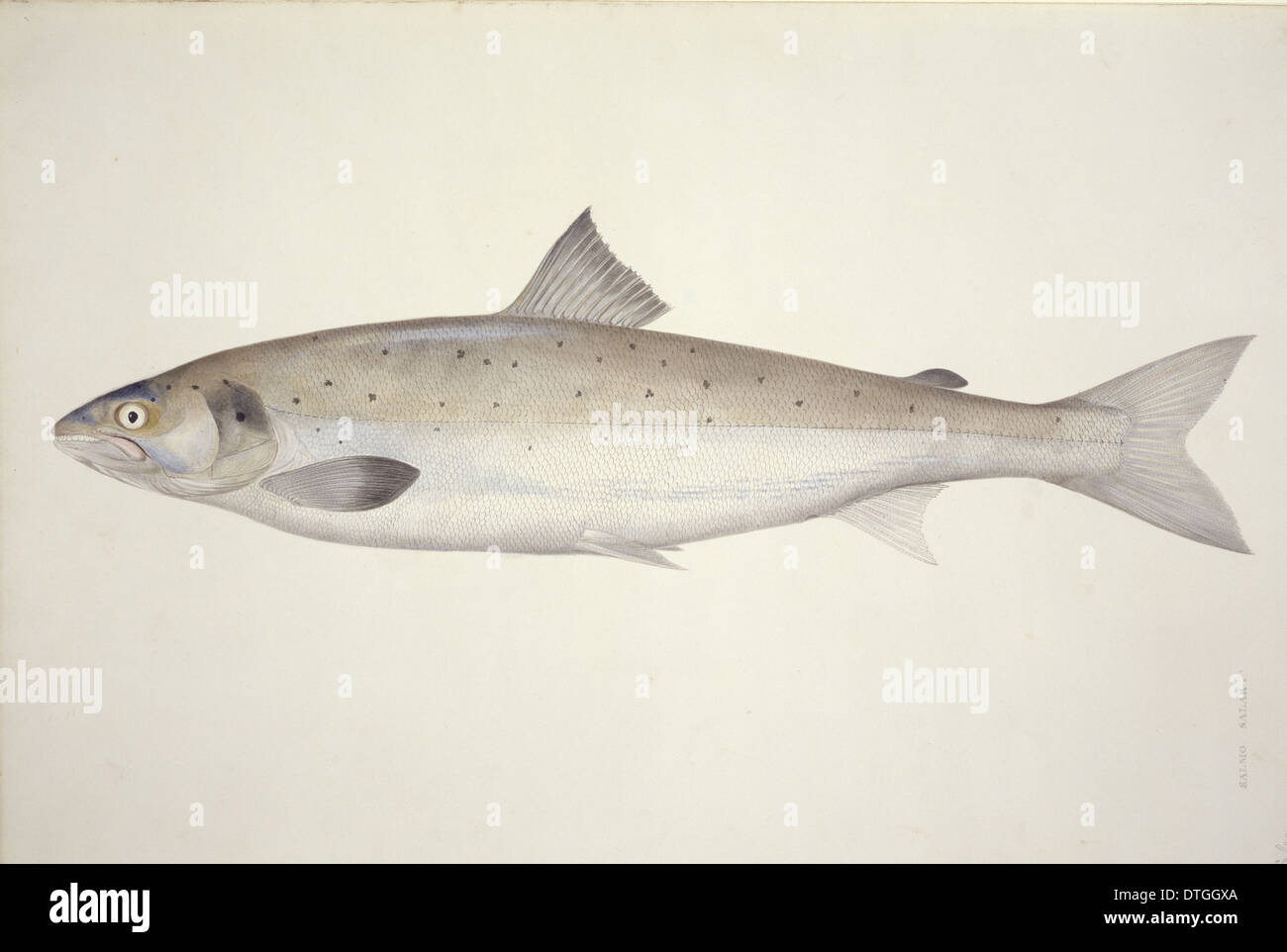 Salmo Salar Illustration Stockfotos und -bilder Kaufen - Alamy