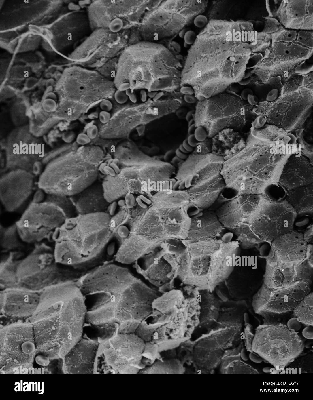 Electron micrograph liver cell -Fotos und -Bildmaterial in hoher ...