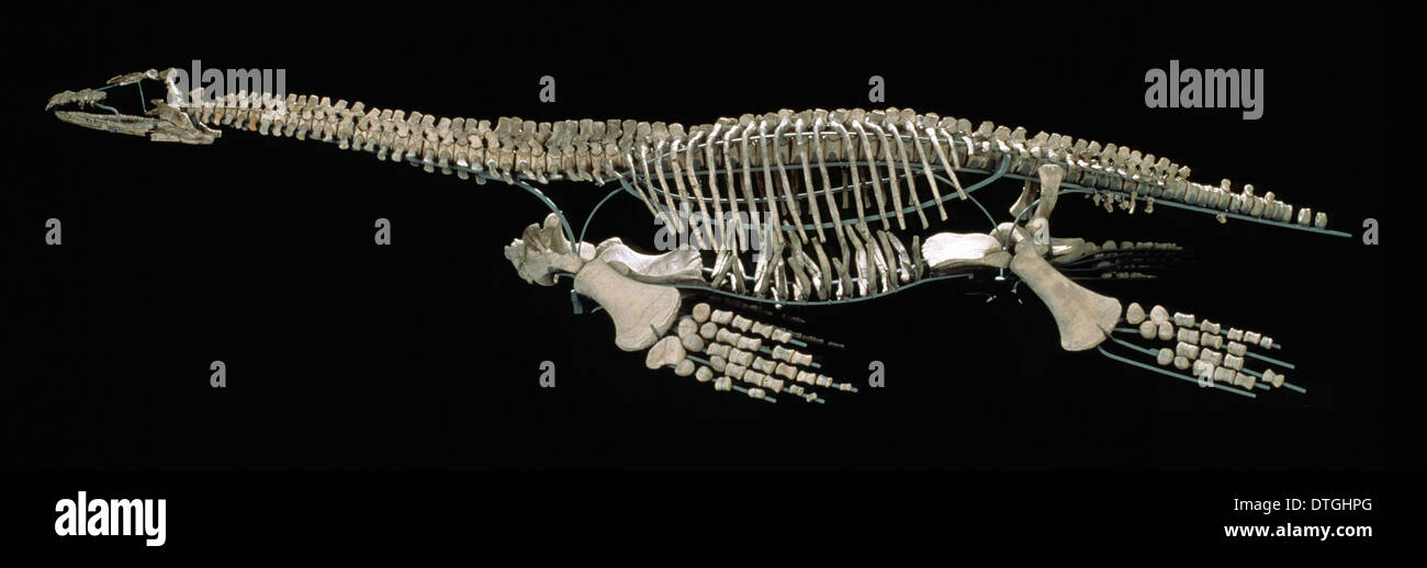 Cryptoclidus eurymerus -Fotos und -Bildmaterial in hoher Auflösung – Alamy