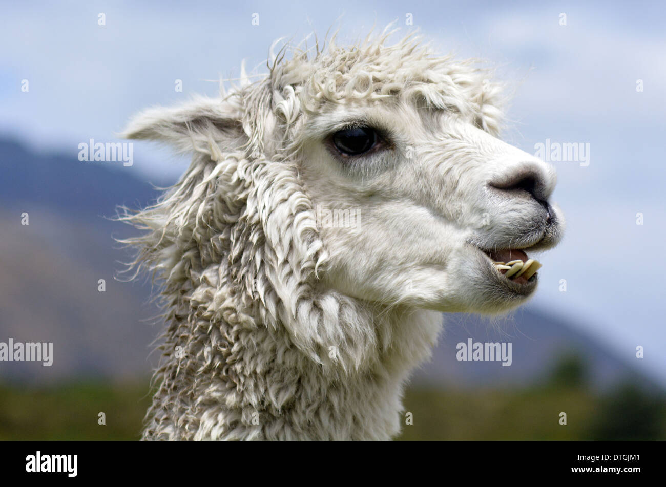 Weißes Lama Stockfotos und -bilder Kaufen - Alamy