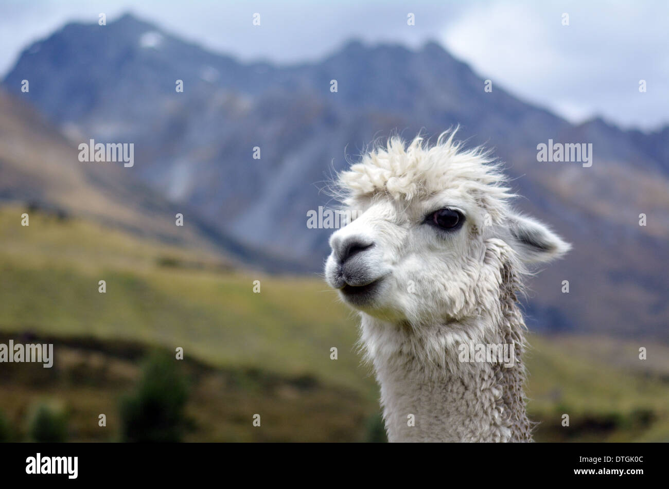 Weißes Lama Stockfotos und -bilder Kaufen - Alamy