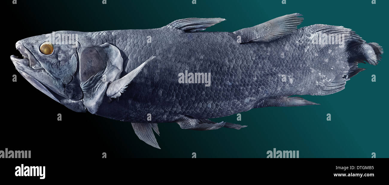 Quastenflosser Quastenflosser Stockfotos und -bilder Kaufen - Alamy