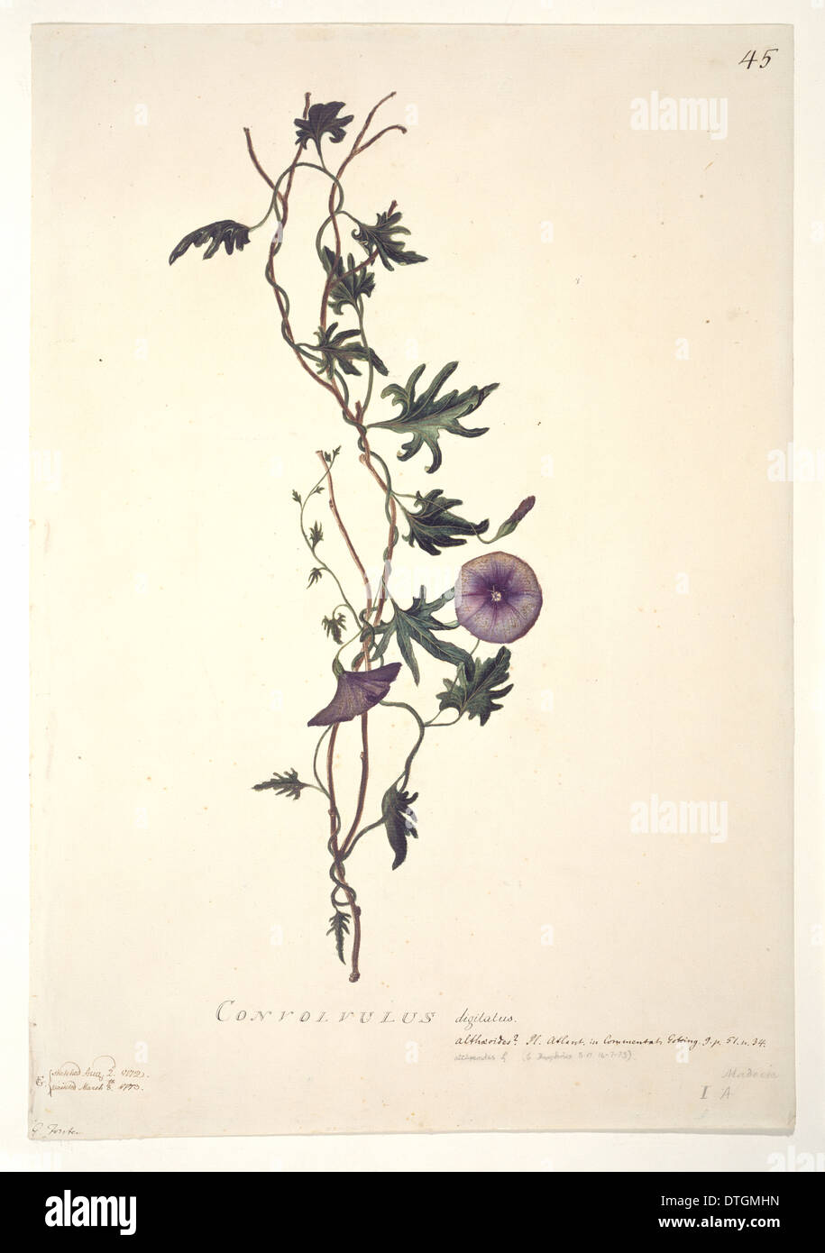 Botanische illustration von convolvulus arvensis -Fotos und ...