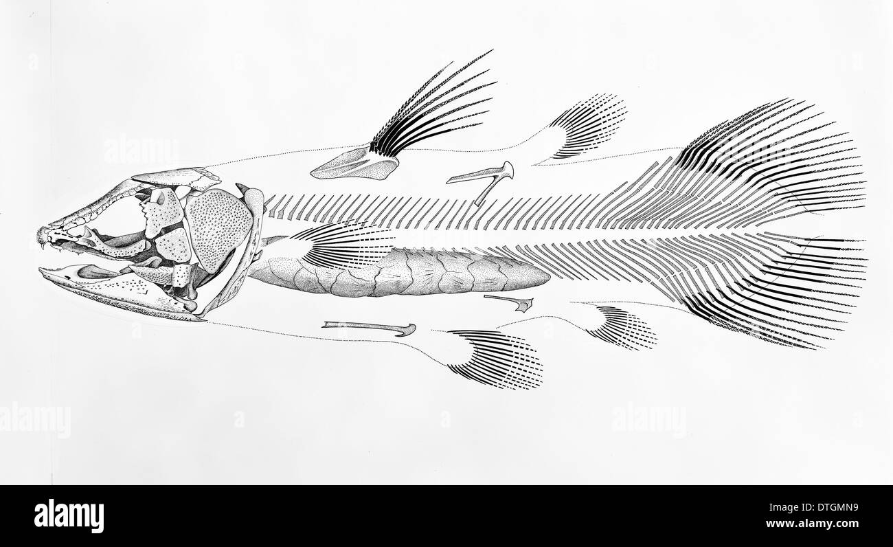 Quastenflosser quastenflosser Ausgeschnittene Stockfotos und -bilder ...