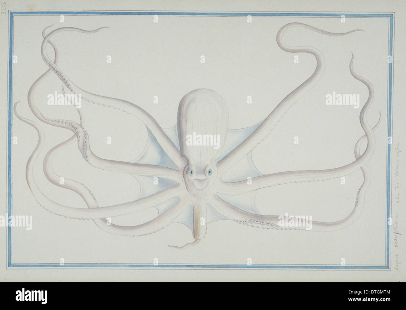 Octopus illustration -Fotos und -Bildmaterial in hoher Auflösung ...