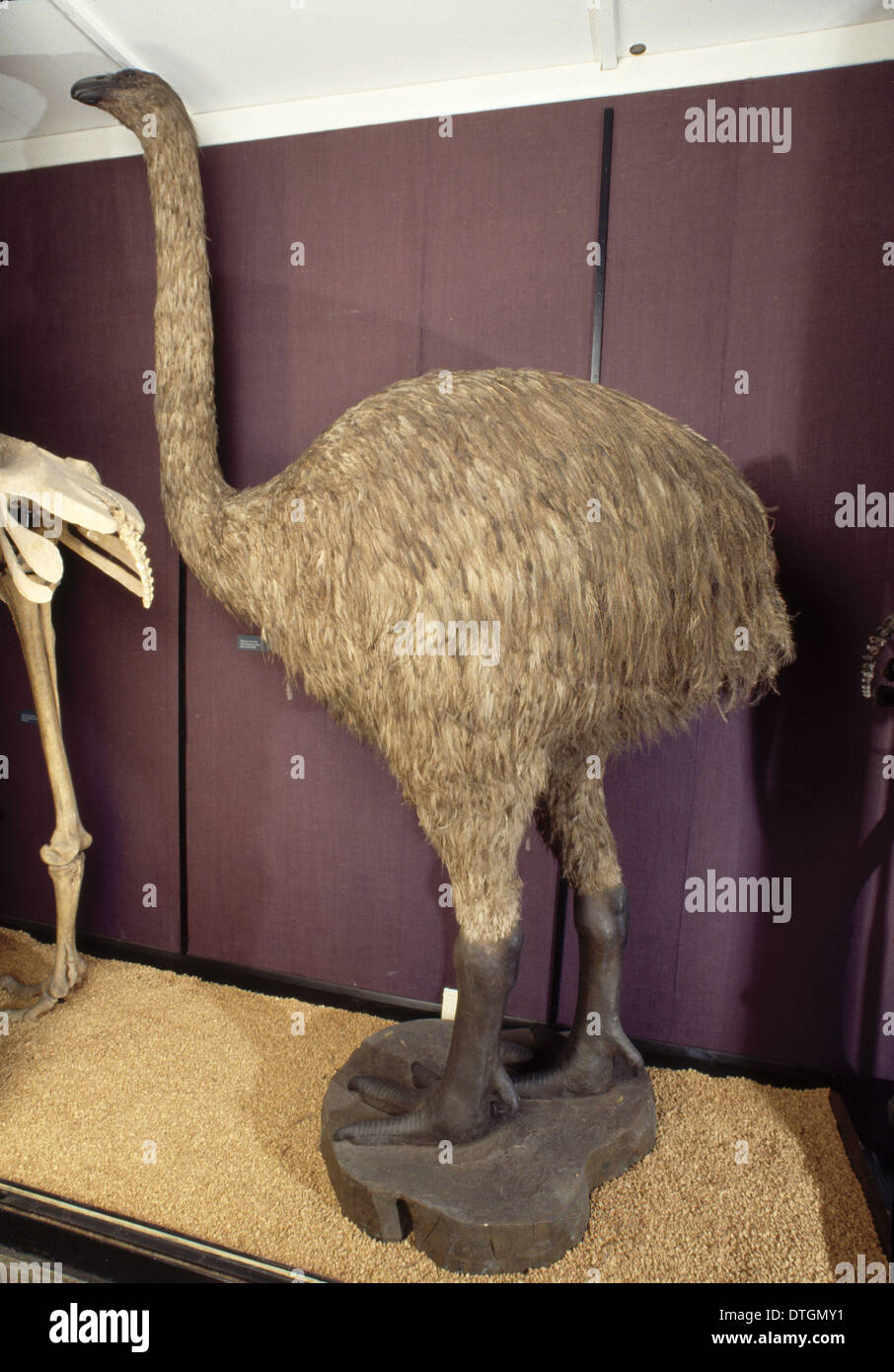 Moa dinornithiformes -Fotos und -Bildmaterial in hoher Auflösung – Alamy