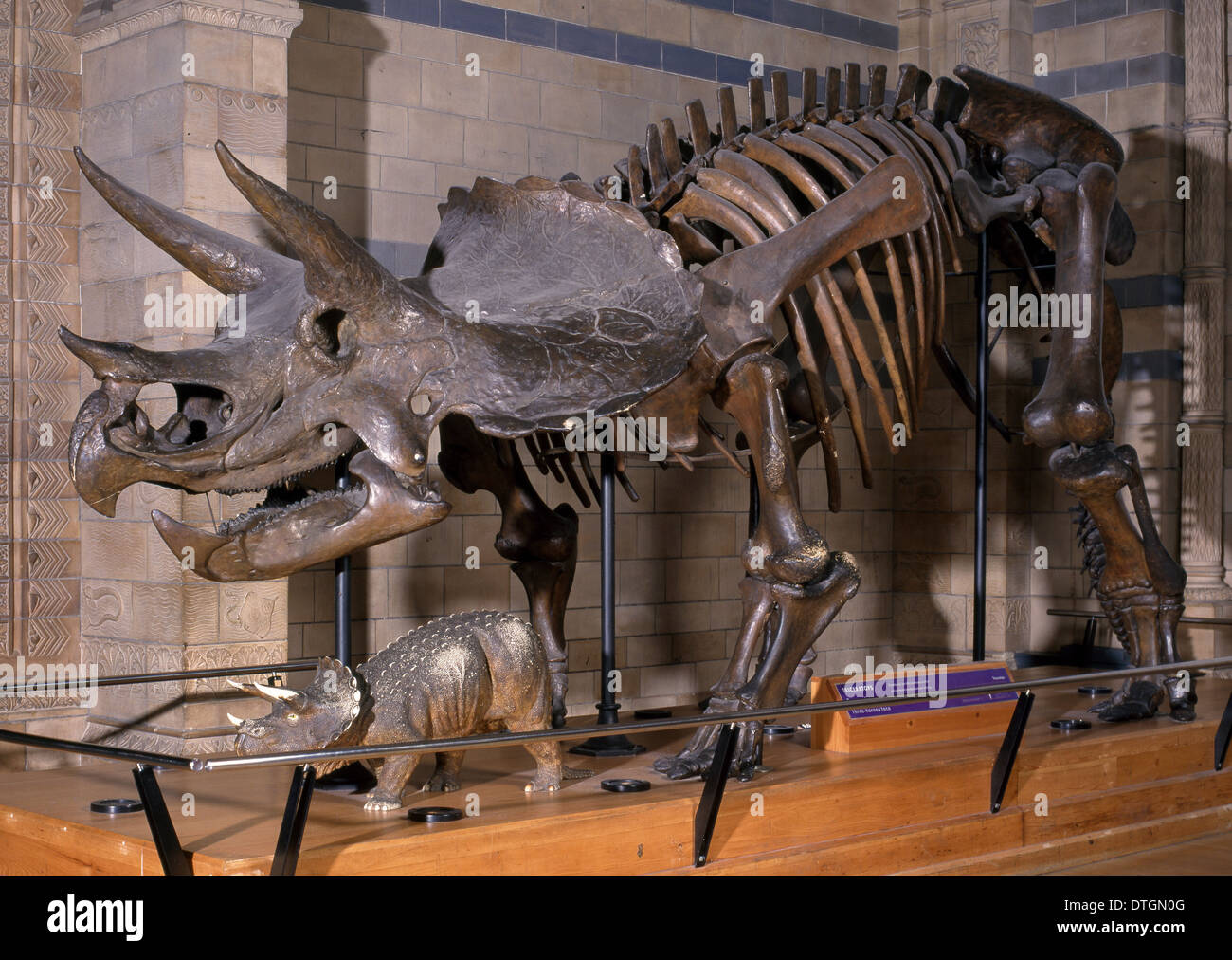 Triceratops skelett -Fotos und -Bildmaterial in hoher Auflösung – Alamy