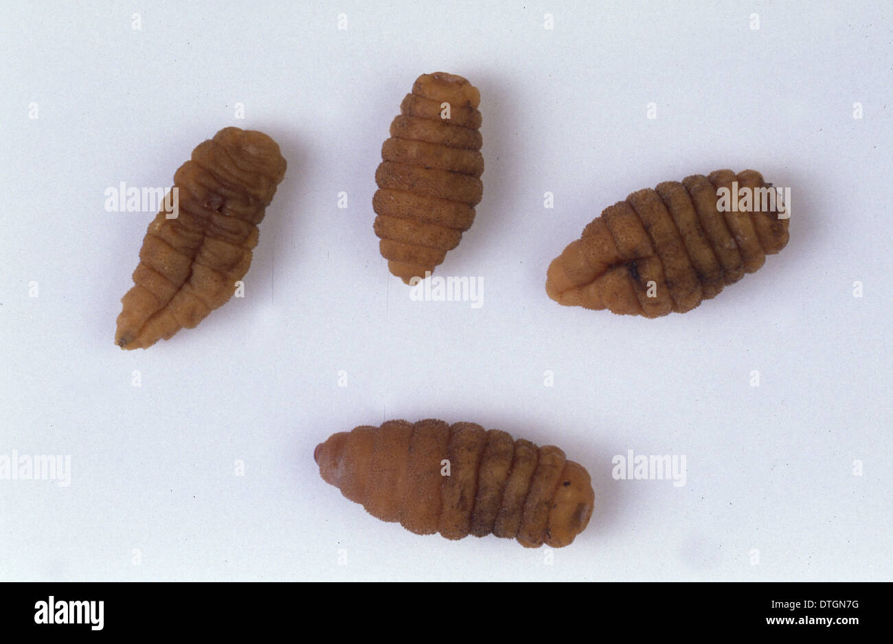 Cordylobia Anthropophaga Tumbu Fliegenlarven Stockfotografie - Alamy