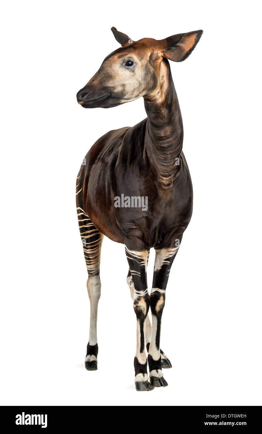 Okapi full length -Fotos und -Bildmaterial in hoher Auflösung – Alamy