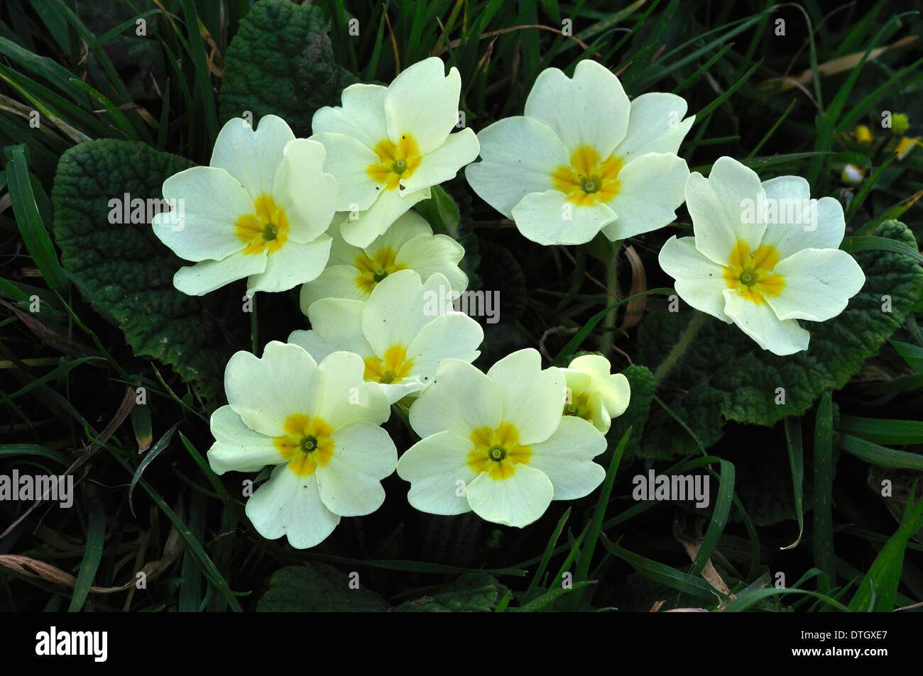 Zartes gelb -Fotos und -Bildmaterial in hoher Auflösung – Alamy