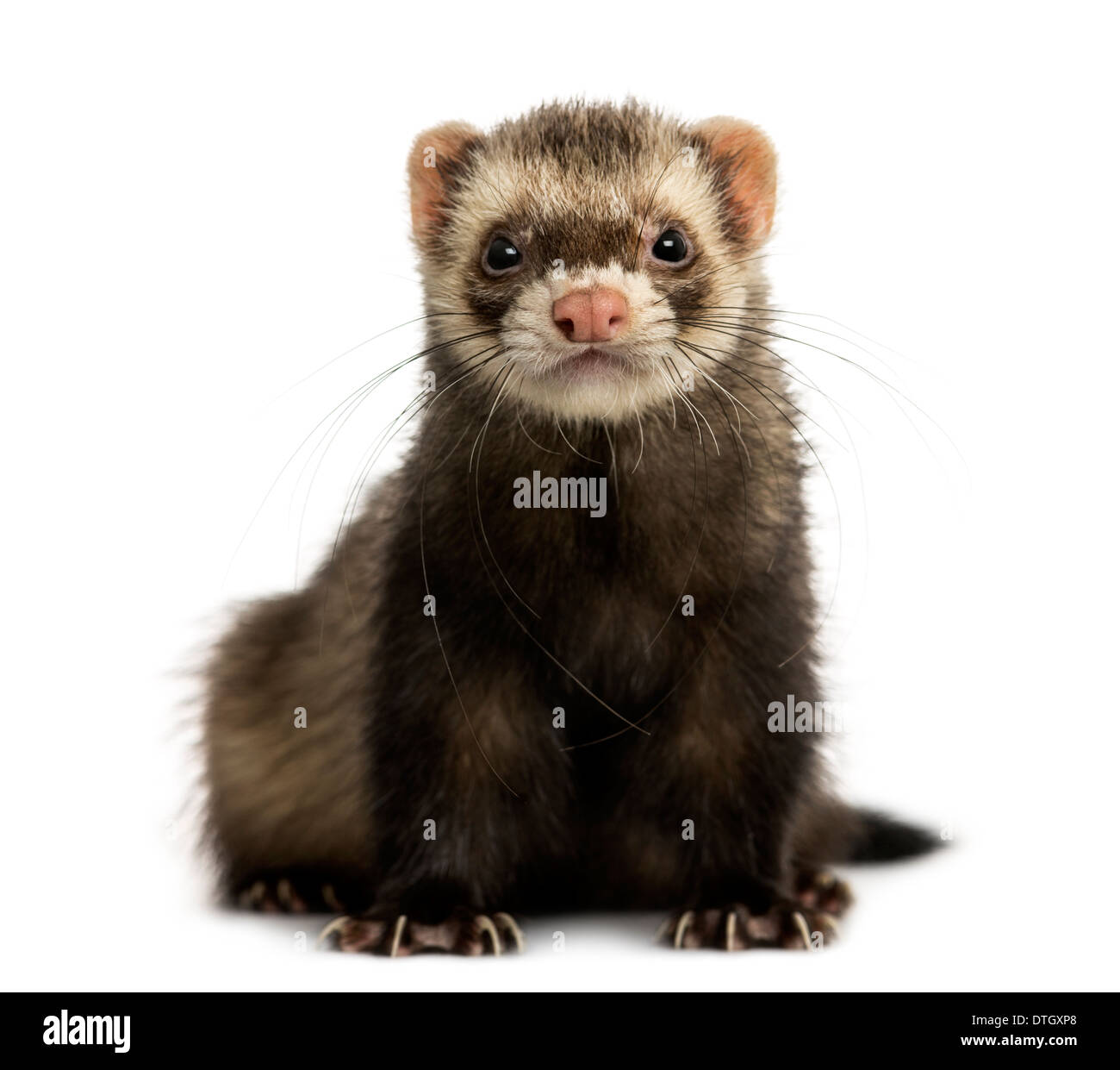 Mustela putorius furo -Fotos und -Bildmaterial in hoher Auflösung – Alamy