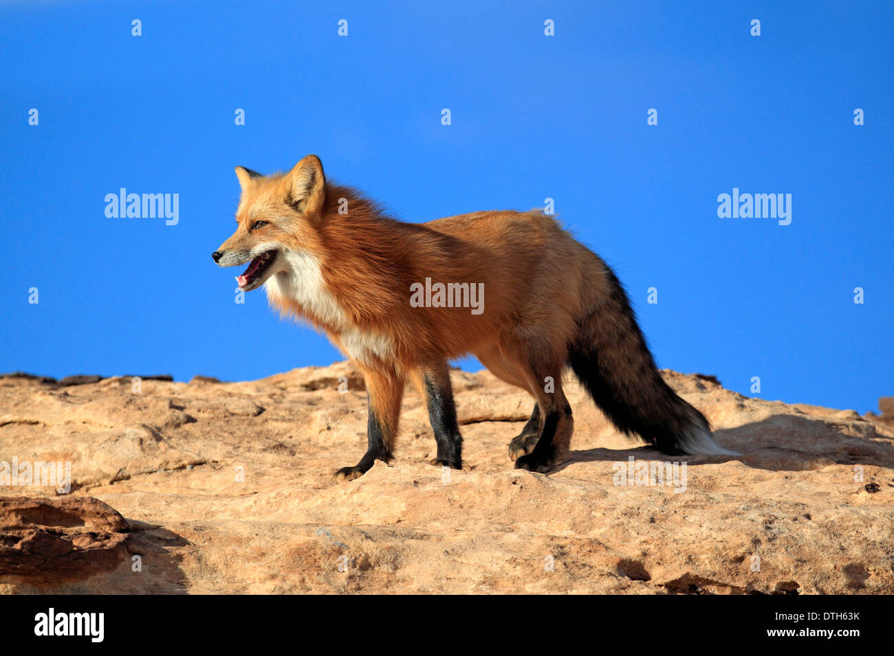 Utah fox -Fotos und -Bildmaterial in hoher Auflösung – Alamy