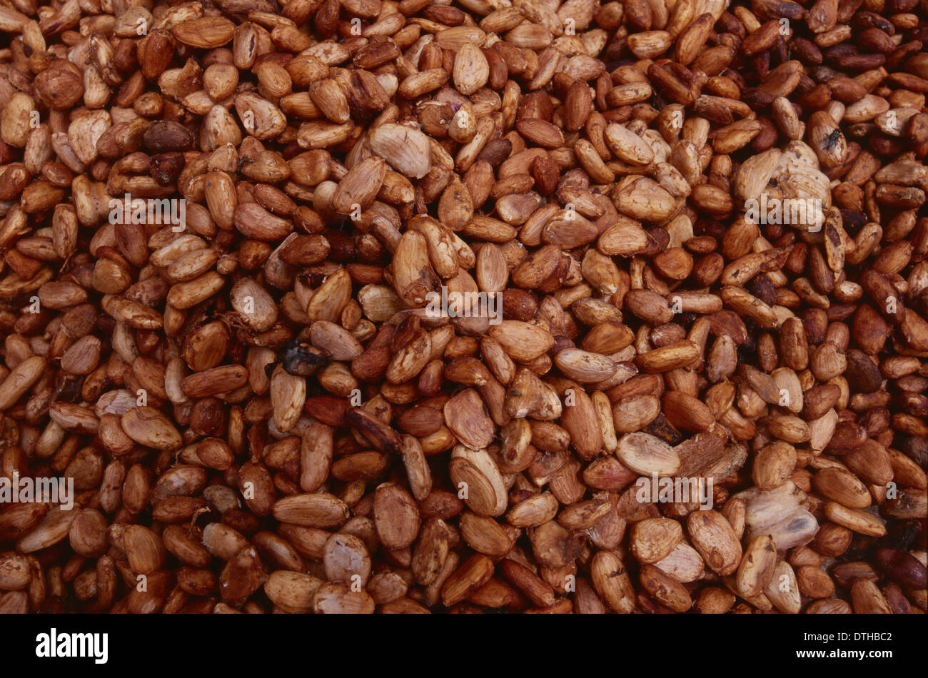 Kakaobohnen Trocknen Stockfotos und -bilder Kaufen - Alamy