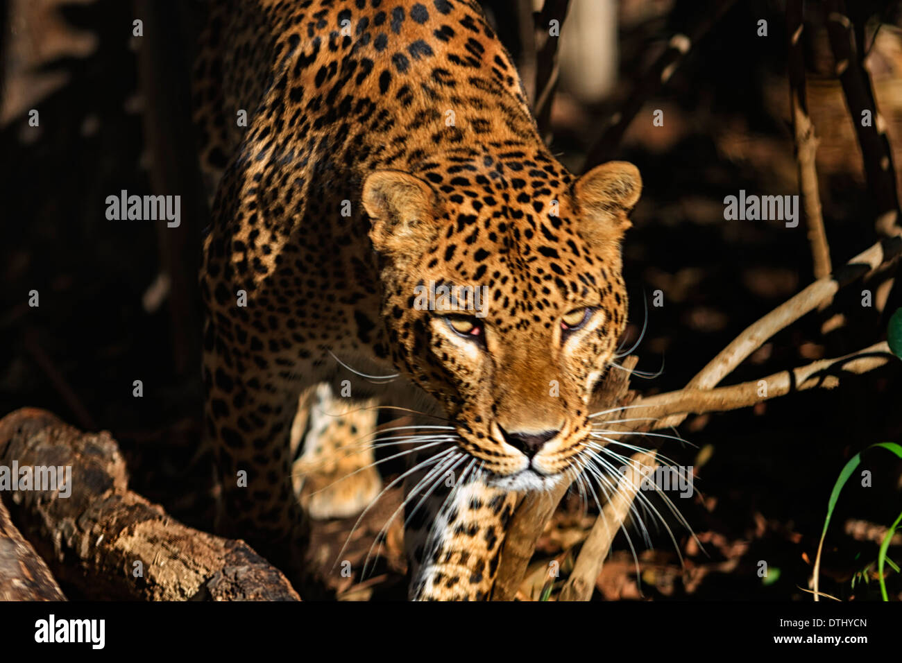 Jagd leopard -Fotos und -Bildmaterial in hoher Auflösung – Alamy