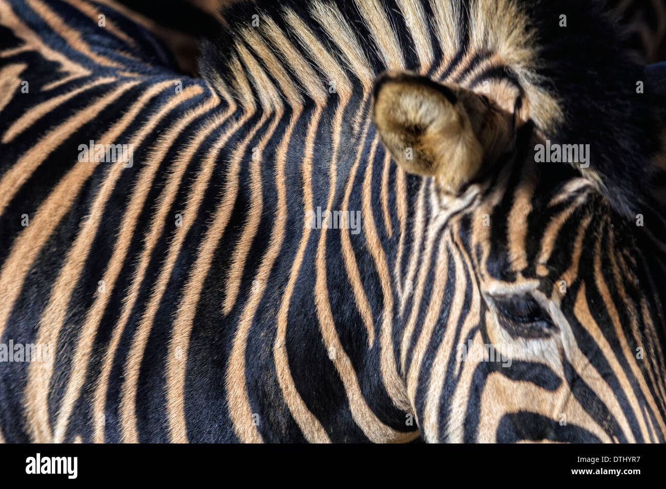 Zebra hals -Fotos und -Bildmaterial in hoher Auflösung – Alamy