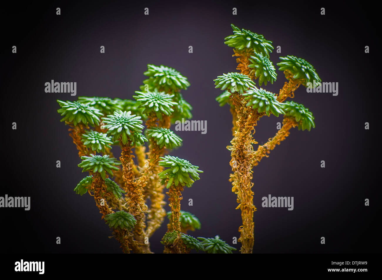 Multiceps multiceps -Fotos und -Bildmaterial in hoher Auflösung – Alamy