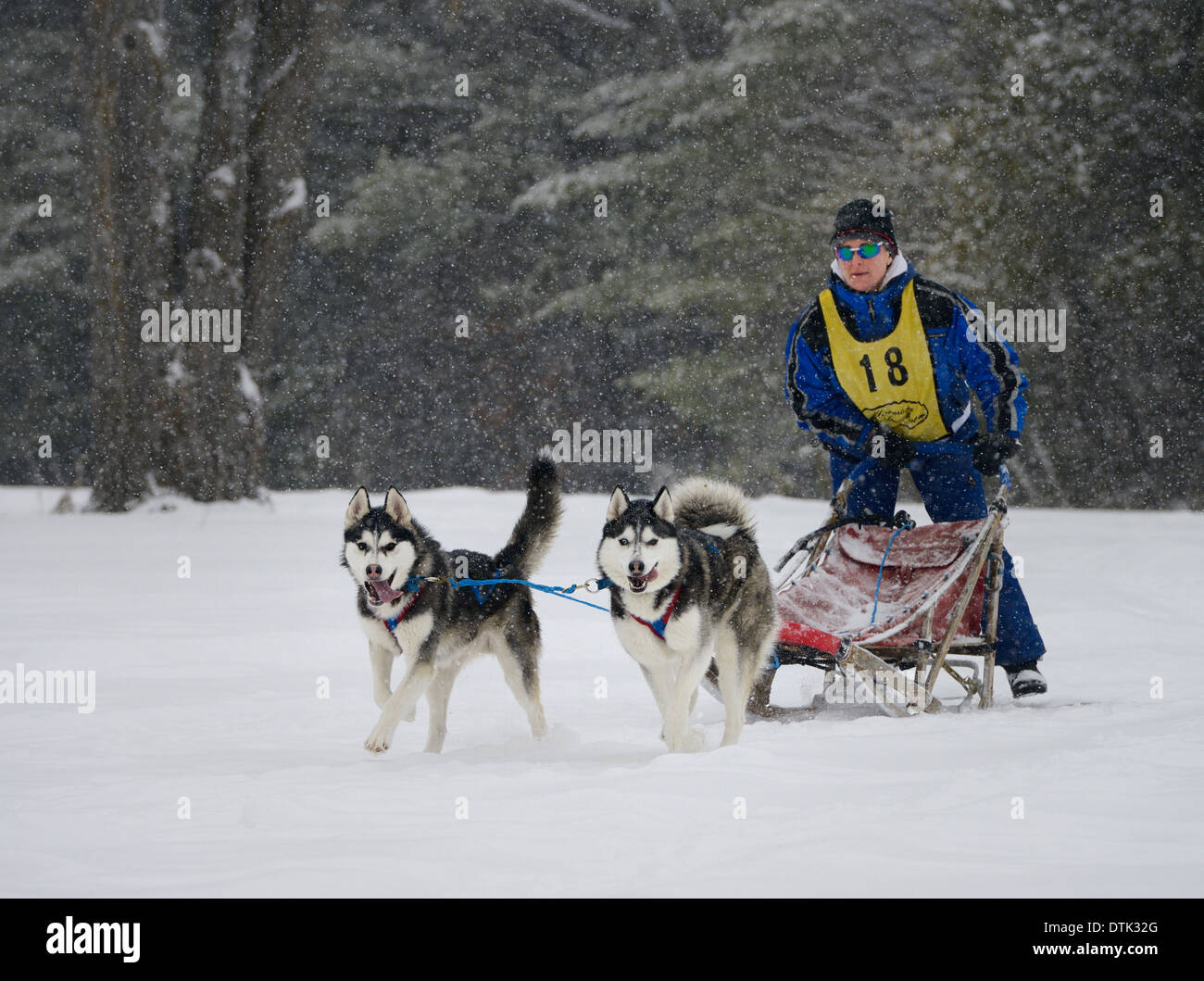 Musher huskies snow -Fotos und -Bildmaterial in hoher Auflösung – Alamy