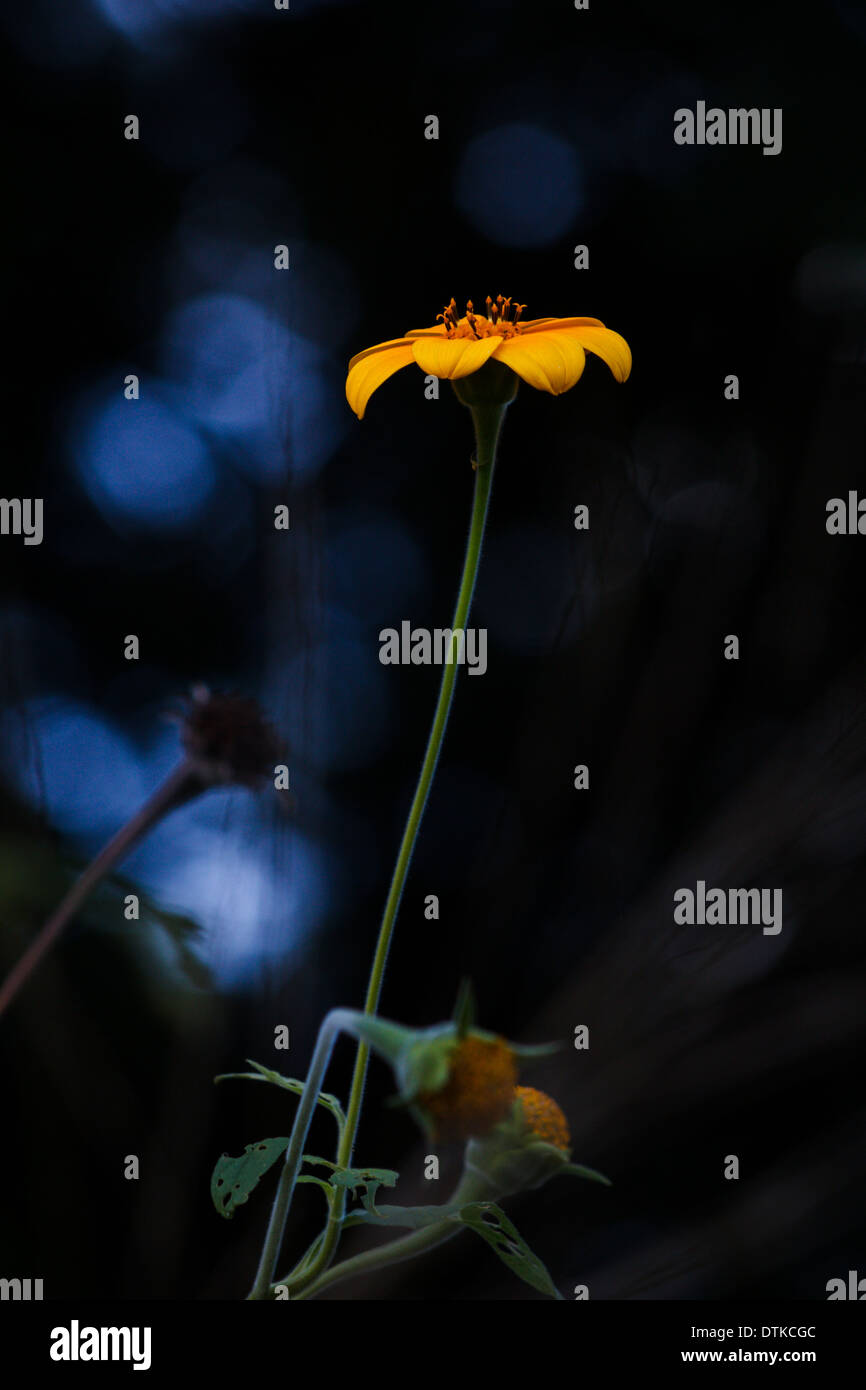 Wilde arnika -Fotos und -Bildmaterial in hoher Auflösung – Alamy