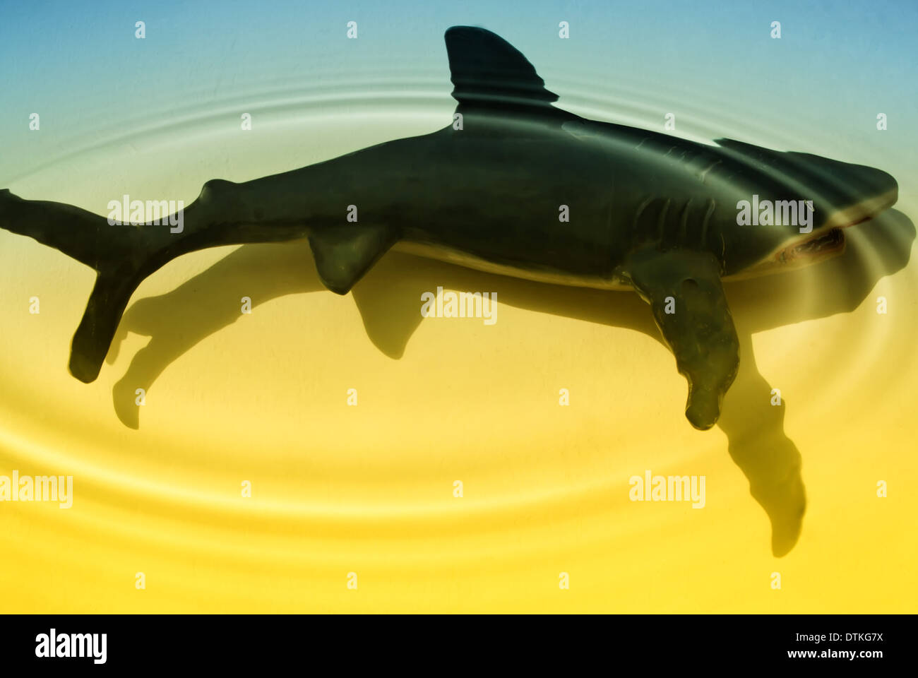 Hai flossen -Fotos und -Bildmaterial in hoher Auflösung – Alamy