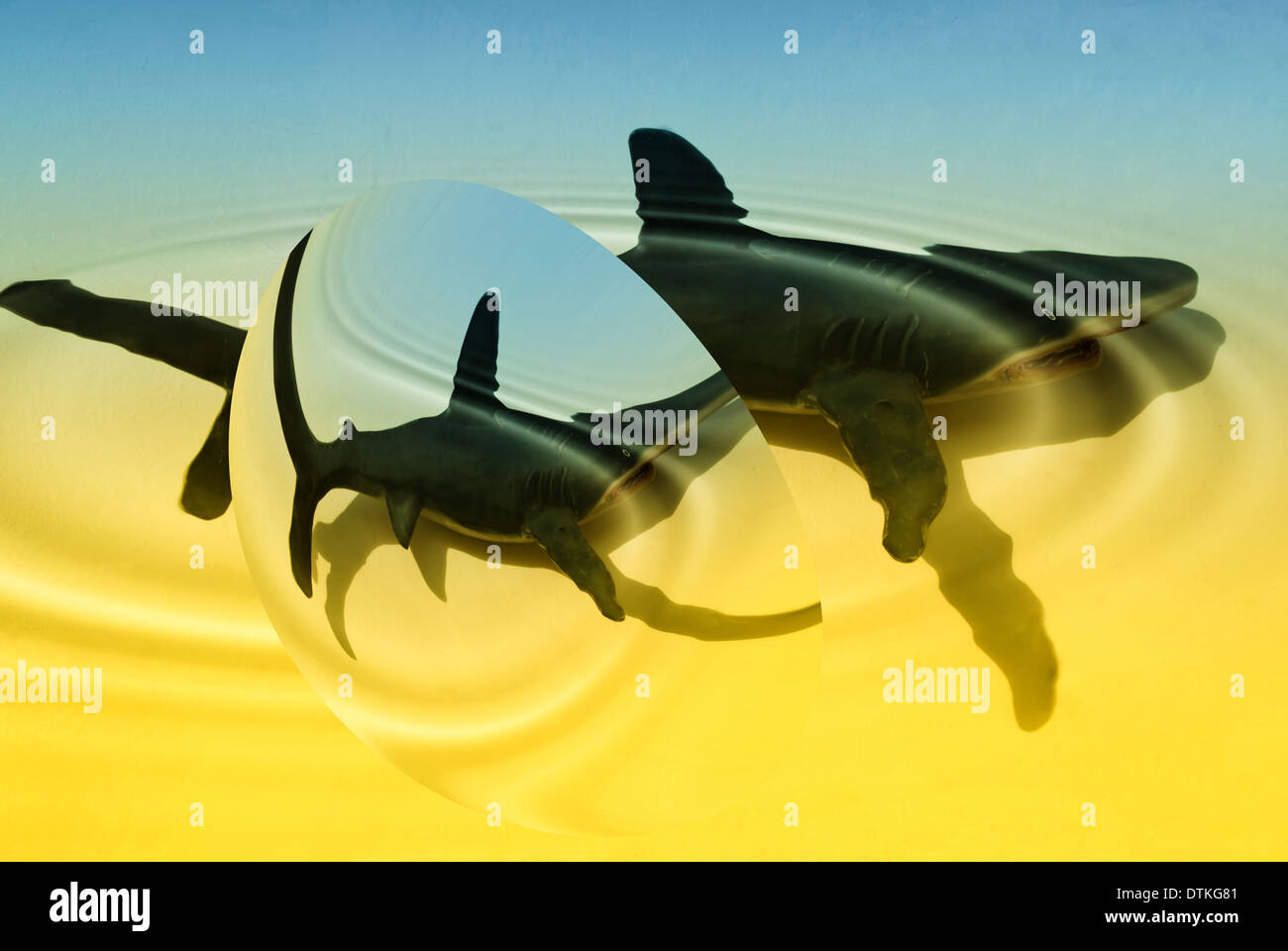 Hai flossen -Fotos und -Bildmaterial in hoher Auflösung – Alamy