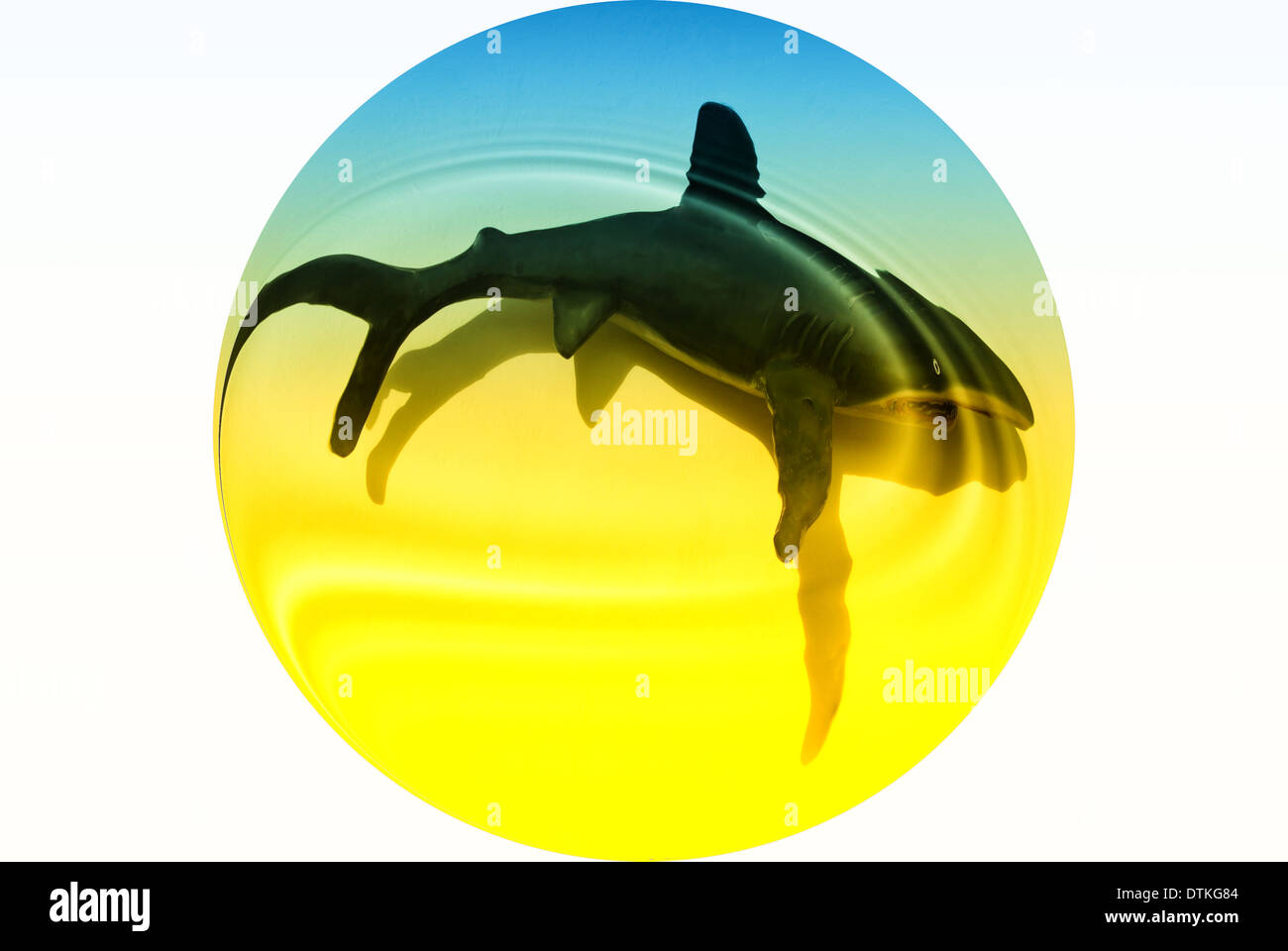 Hai Flossen Stockfotos und -bilder Kaufen - Alamy