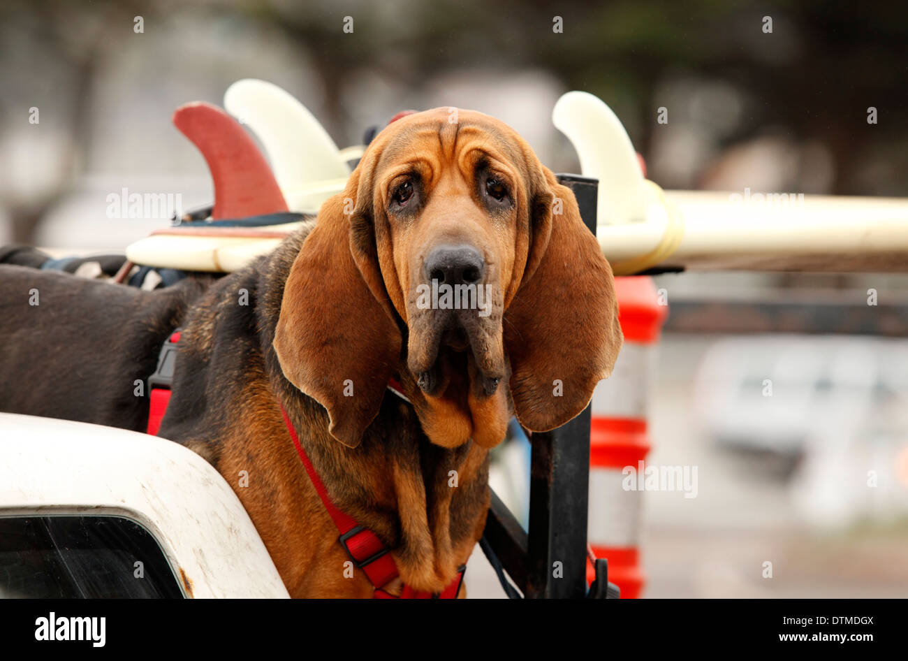 Mit hund und ihrem chauffeur und auto -Fotos und -Bildmaterial in hoher ...