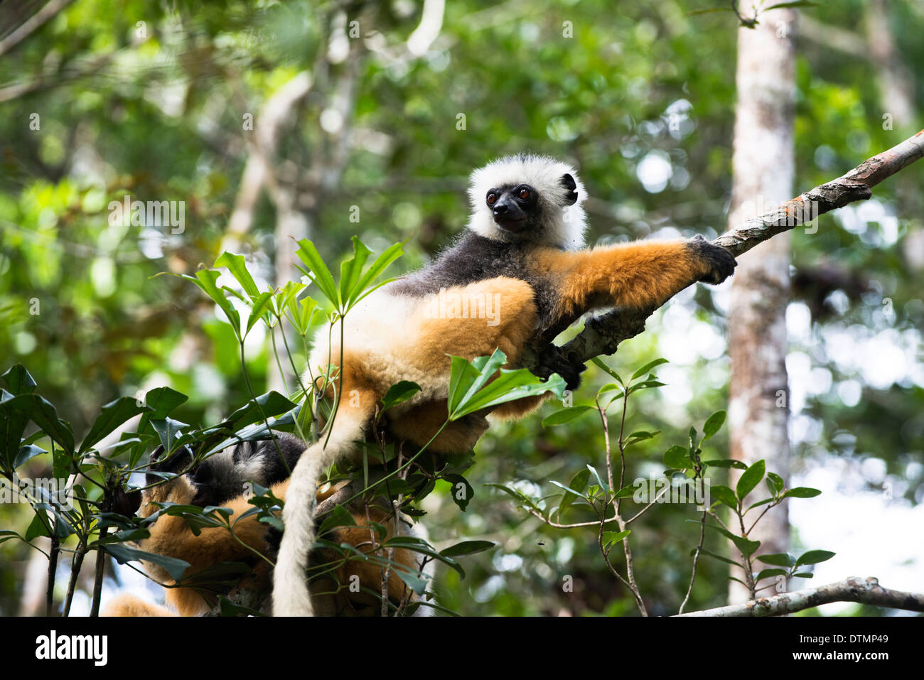 Lemur diadem sifaka -Fotos und -Bildmaterial in hoher Auflösung – Alamy