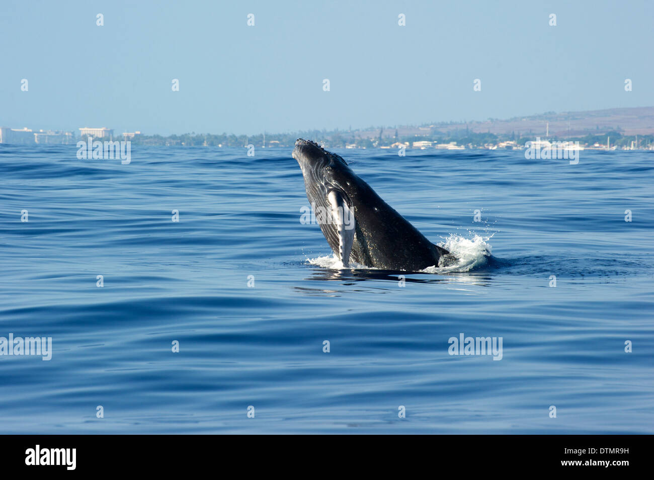 Baby buckelwal -Fotos und -Bildmaterial in hoher Auflösung – Alamy
