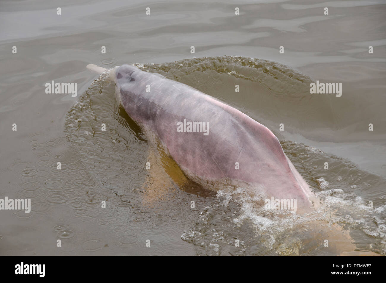 Pink dolphin -Fotos und -Bildmaterial in hoher Auflösung – Alamy