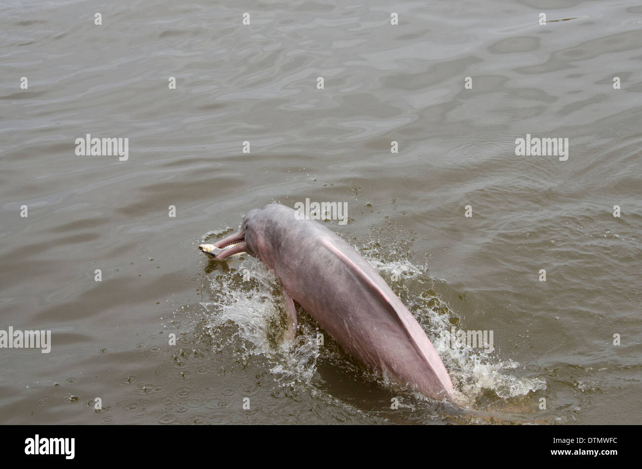 Rosa flussdelfin inia geoffrensis -Fotos und -Bildmaterial in hoher ...