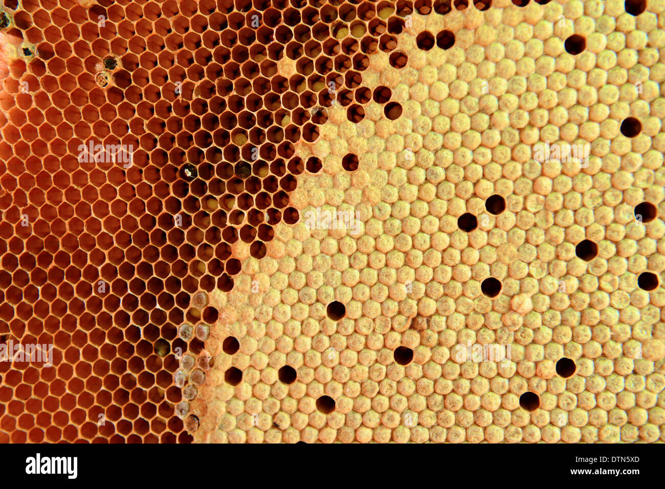 Bee honeycomb -Fotos und -Bildmaterial in hoher Auflösung – Alamy