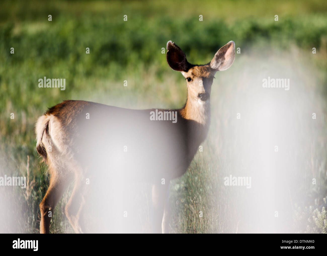 Große Ohren Tier Stockfotos und -bilder Kaufen - Alamy