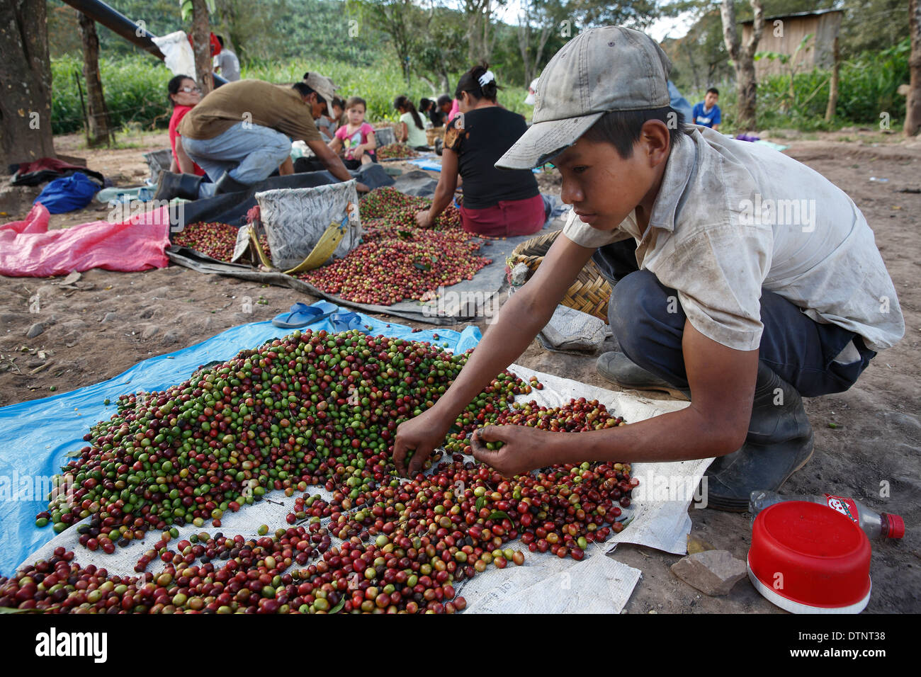 Child Labor Coffee Stockfotos und -bilder Kaufen - Alamy