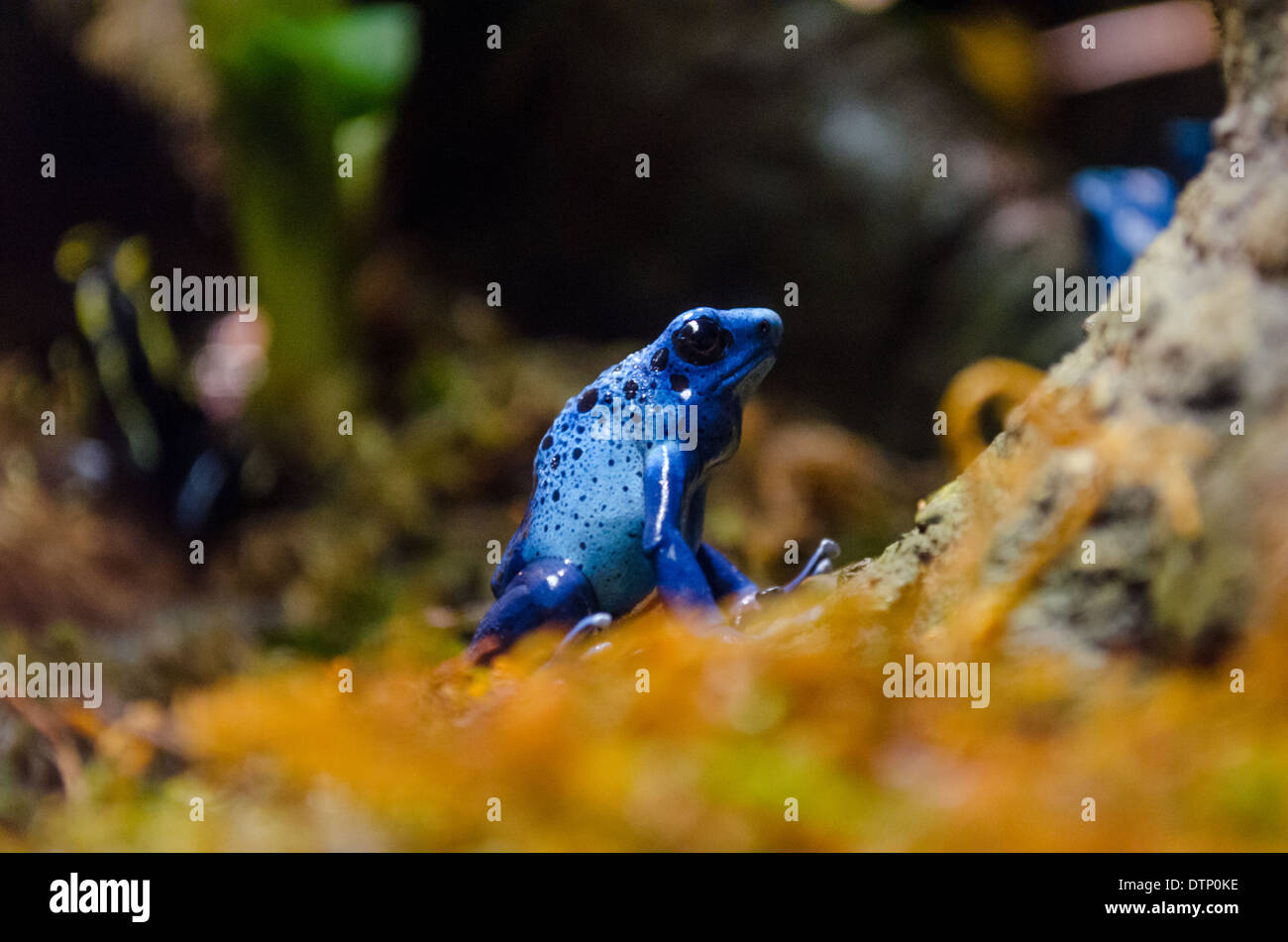 Dendrobates azuresus -Fotos und -Bildmaterial in hoher Auflösung – Alamy