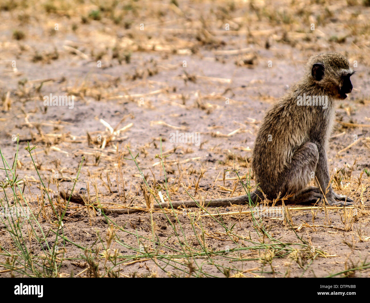 Profil des affen -Fotos und -Bildmaterial in hoher Auflösung – Alamy