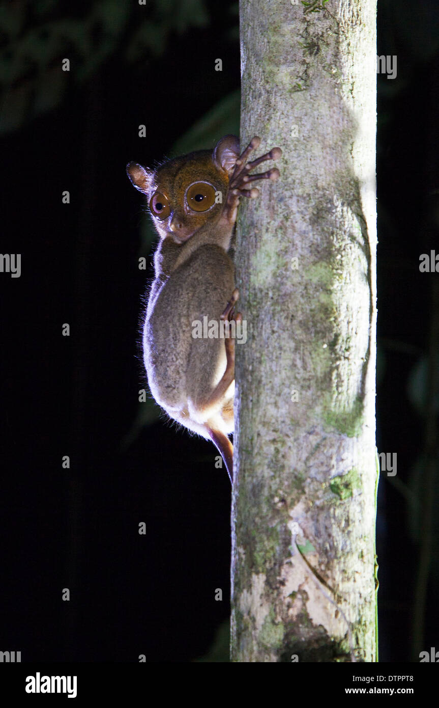 Horsfield Koboldmaki (Cephalopachus Bancanus), auch bekannt als die ...
