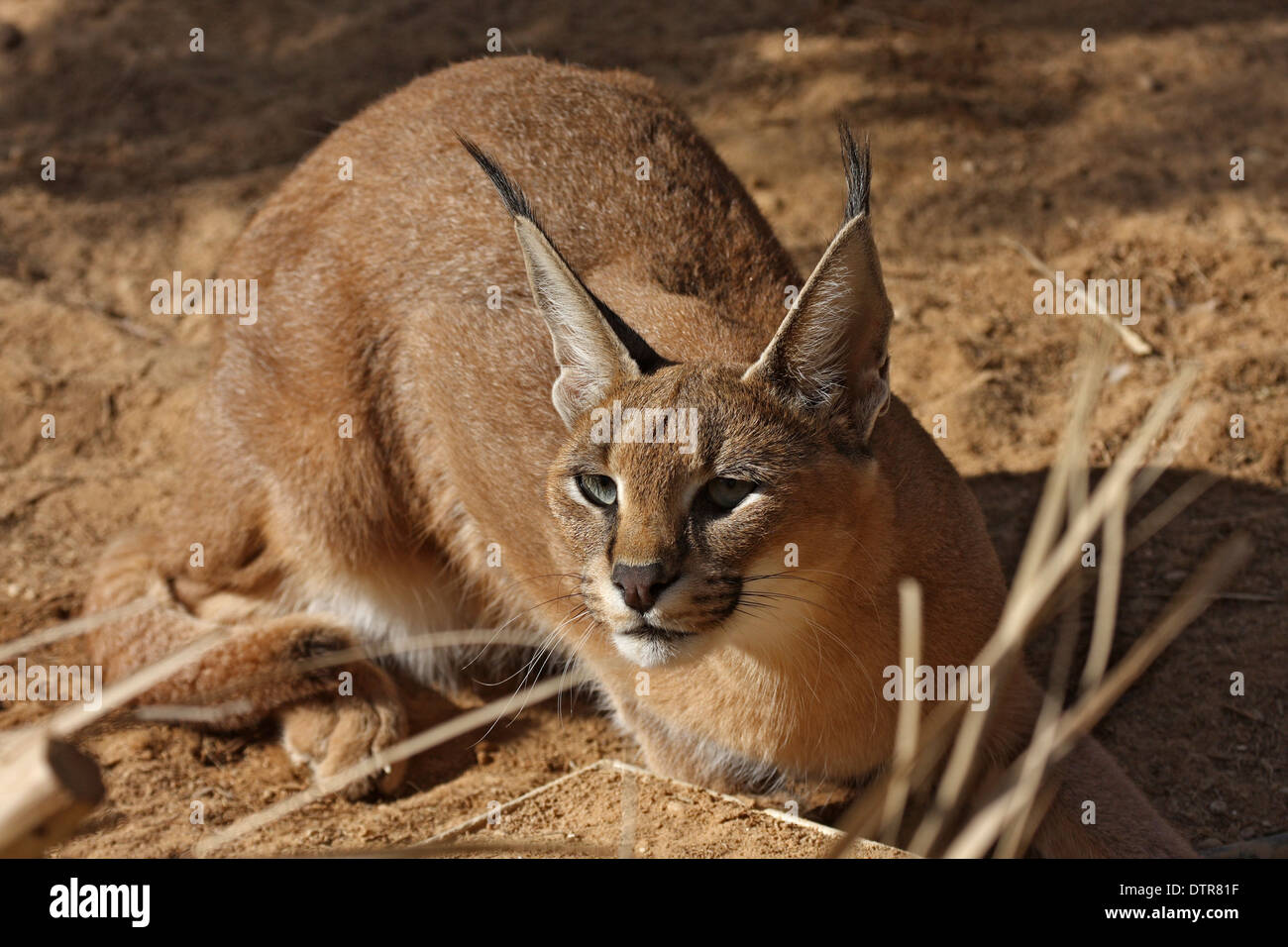 Wildtiere von israel -Fotos und -Bildmaterial in hoher Auflösung – Alamy