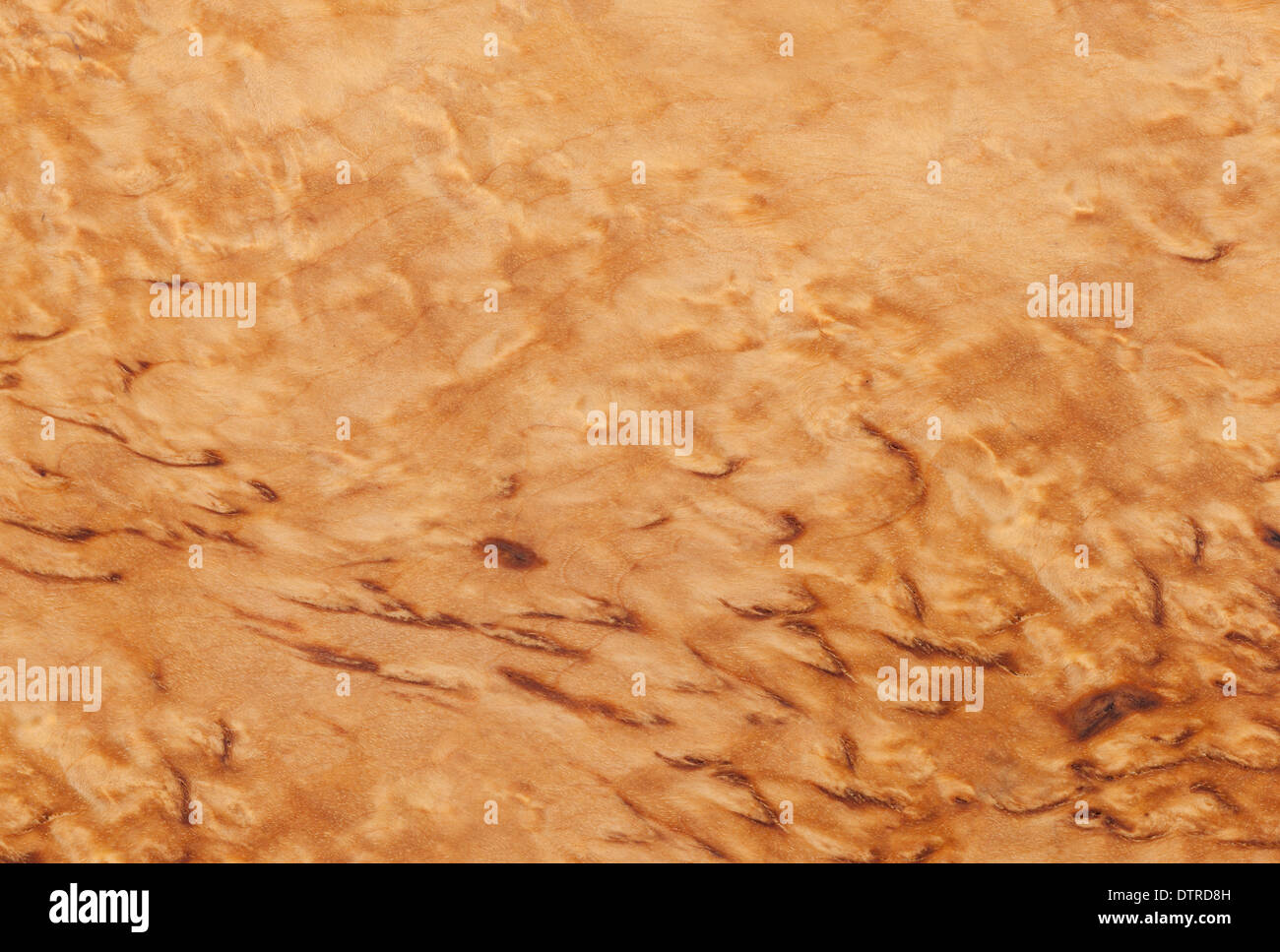 Karelische birke -Fotos und -Bildmaterial in hoher Auflösung – Alamy