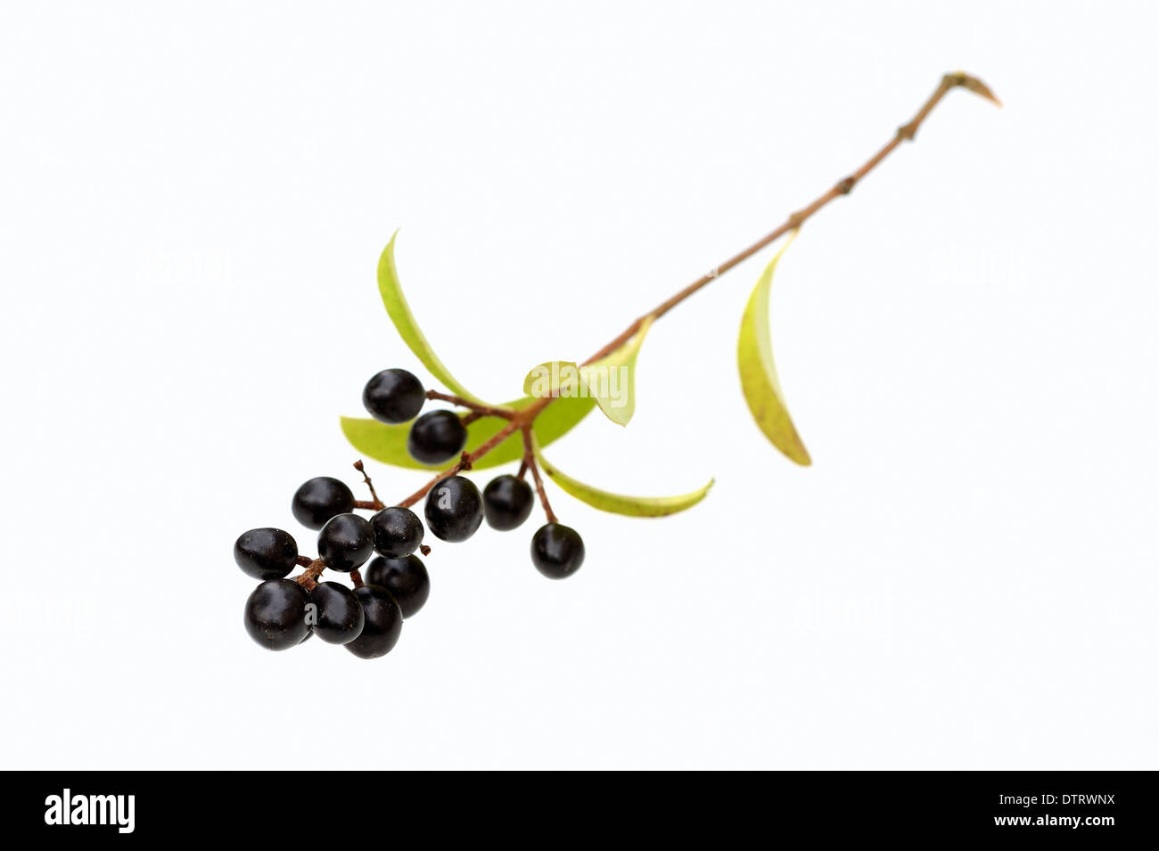 Europäische Liguster, Beeren / (Ligustrum Vulgare) / Wild Liguster ...