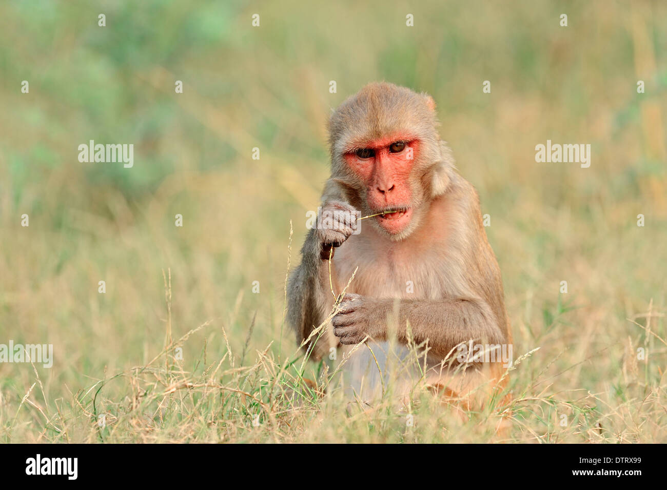 Weiblicher rhesus makaken -Fotos und -Bildmaterial in hoher Auflösung ...