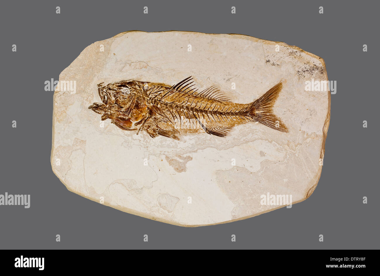 Dapalis macrurus -Fotos und -Bildmaterial in hoher Auflösung – Alamy