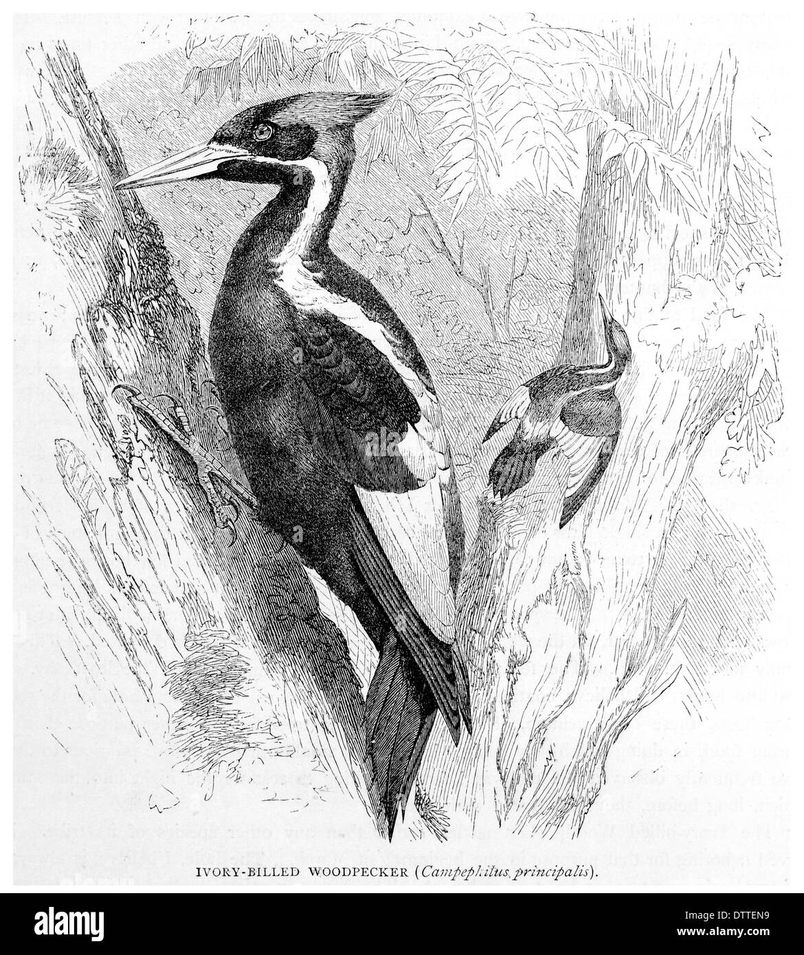 Elfenbein mit originalfarbe -Fotos und -Bildmaterial in hoher Auflösung ...